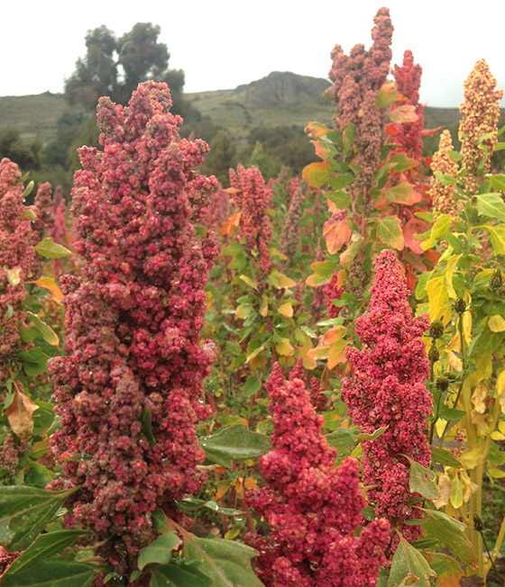 quinoa-detalle - Algosur